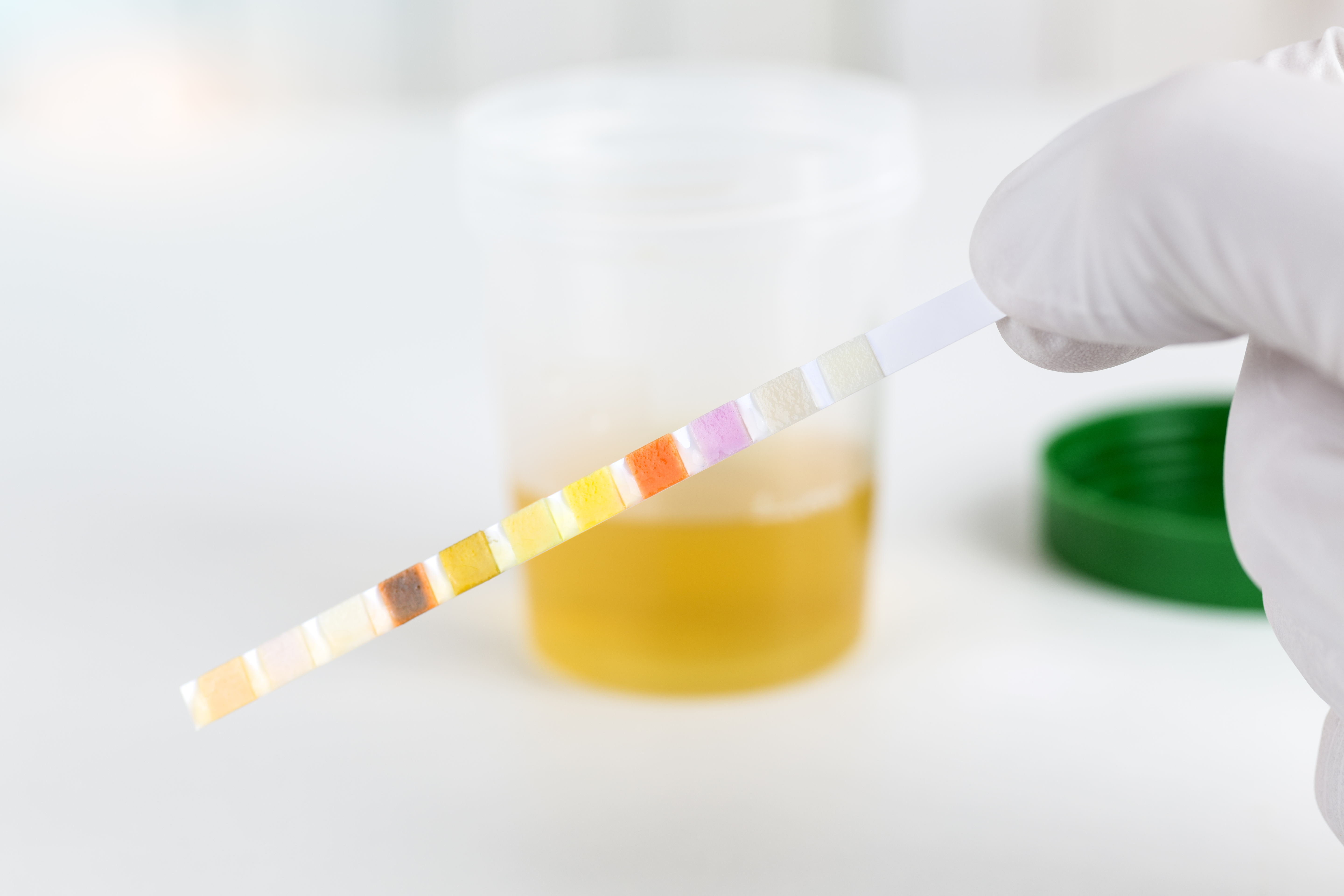 7 Tips For Taking Your Dog's Urine Sample To The Vet