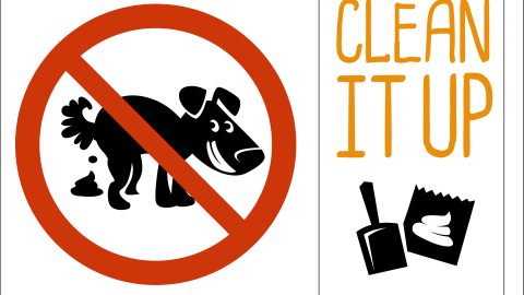 5 Tips For Taking Your Pet's Poop Sample To The Vet - My Brown Newfies