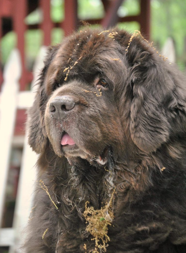 Newfoundland dog Archives - My Brown Newfies
