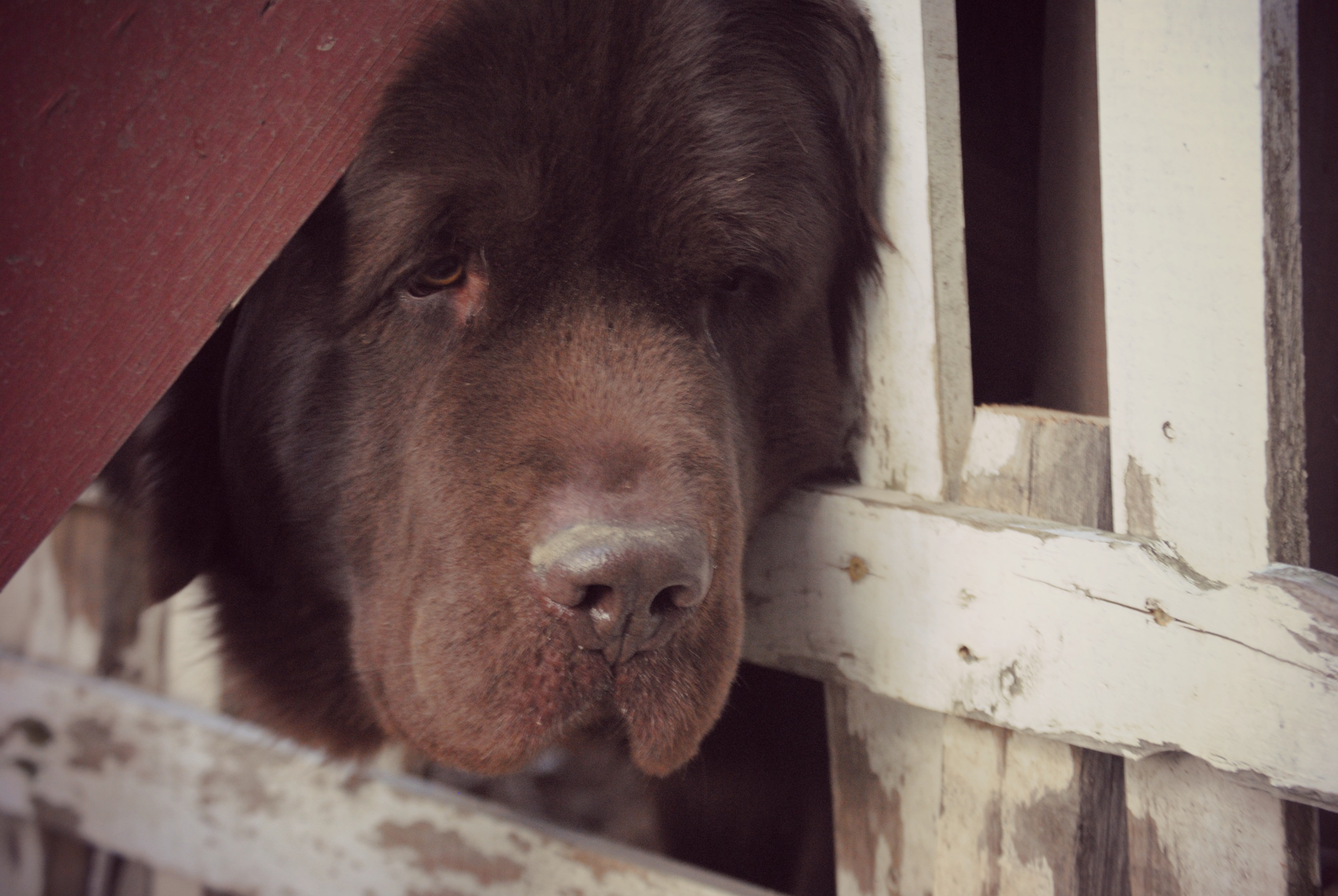 The Hardest Newfie Lesson Of Them All? Your Newf Will Make Mistakes And ...