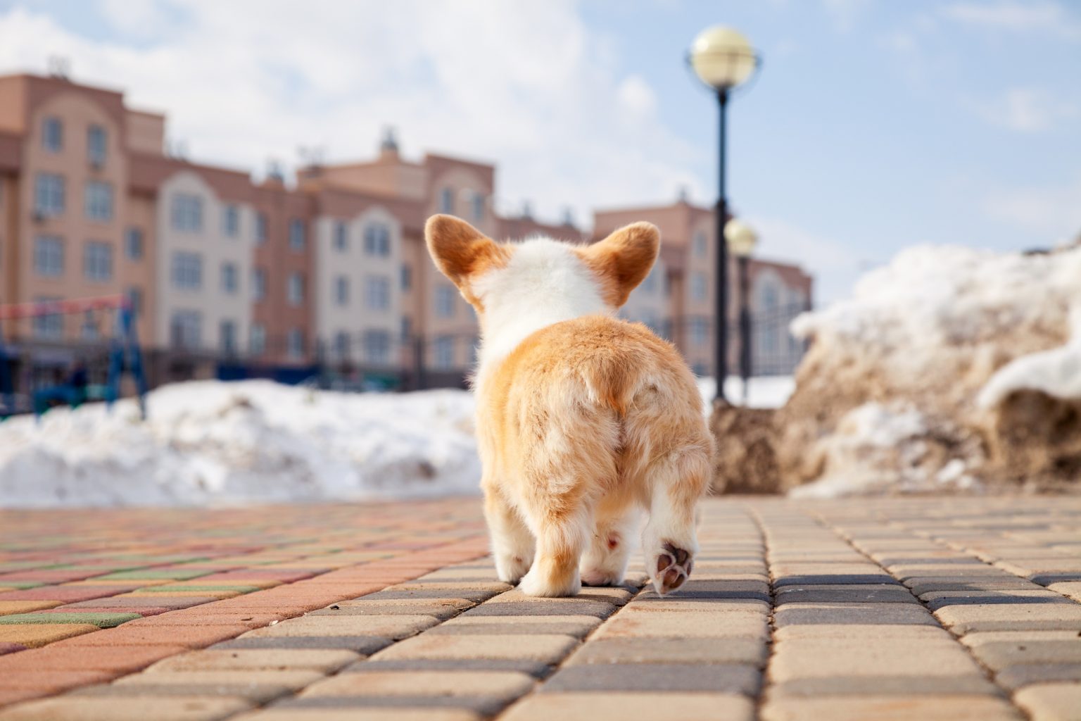 What To Do When Your Dog Is Limping - My Brown Newfies