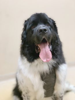 De-drooling. Tips On Removing Dried Dog Drool From Your Home - My Brown ...
