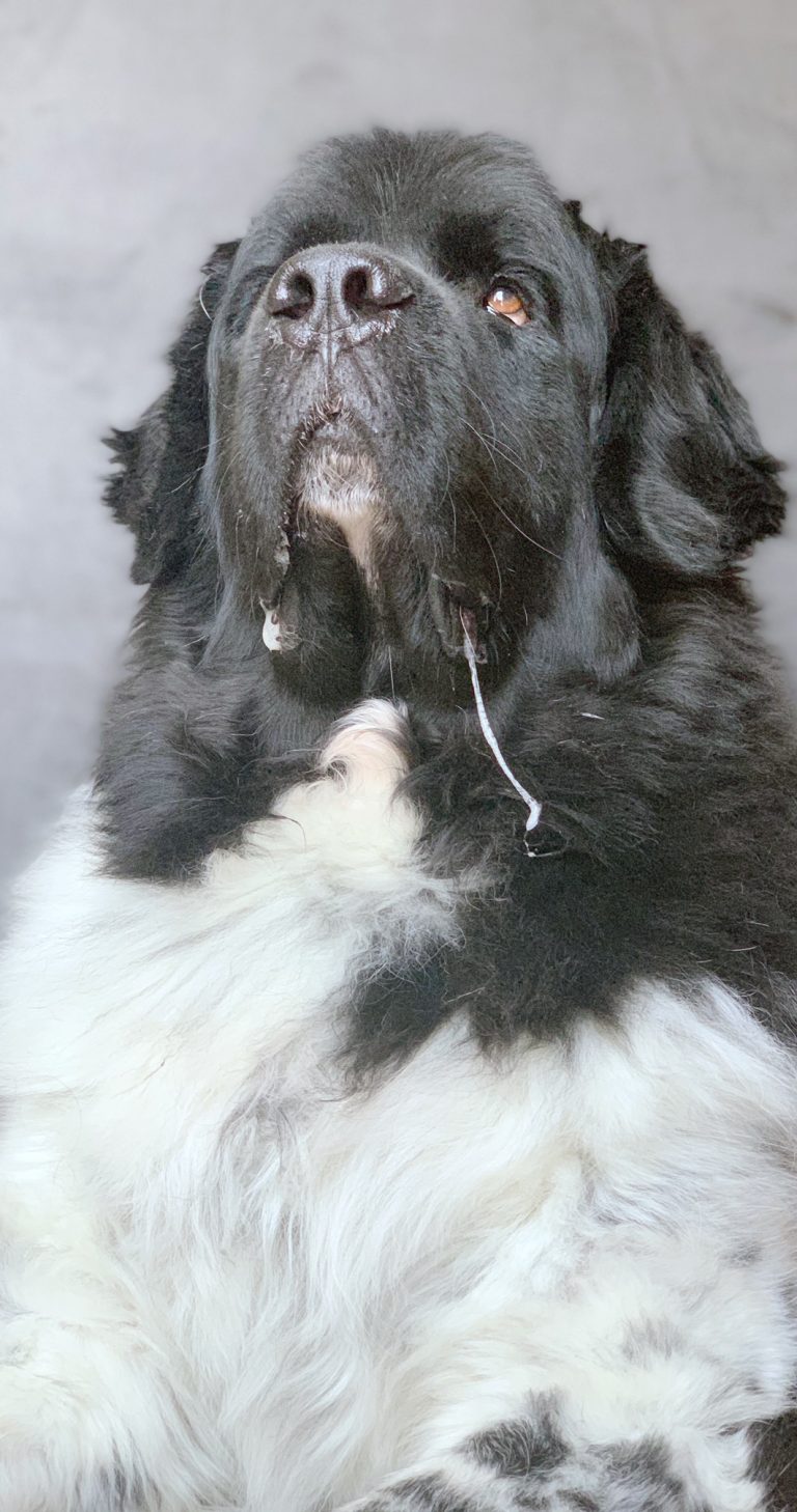 De-drooling. Tips On Removing Dried Dog Drool From Your Home - My Brown ...