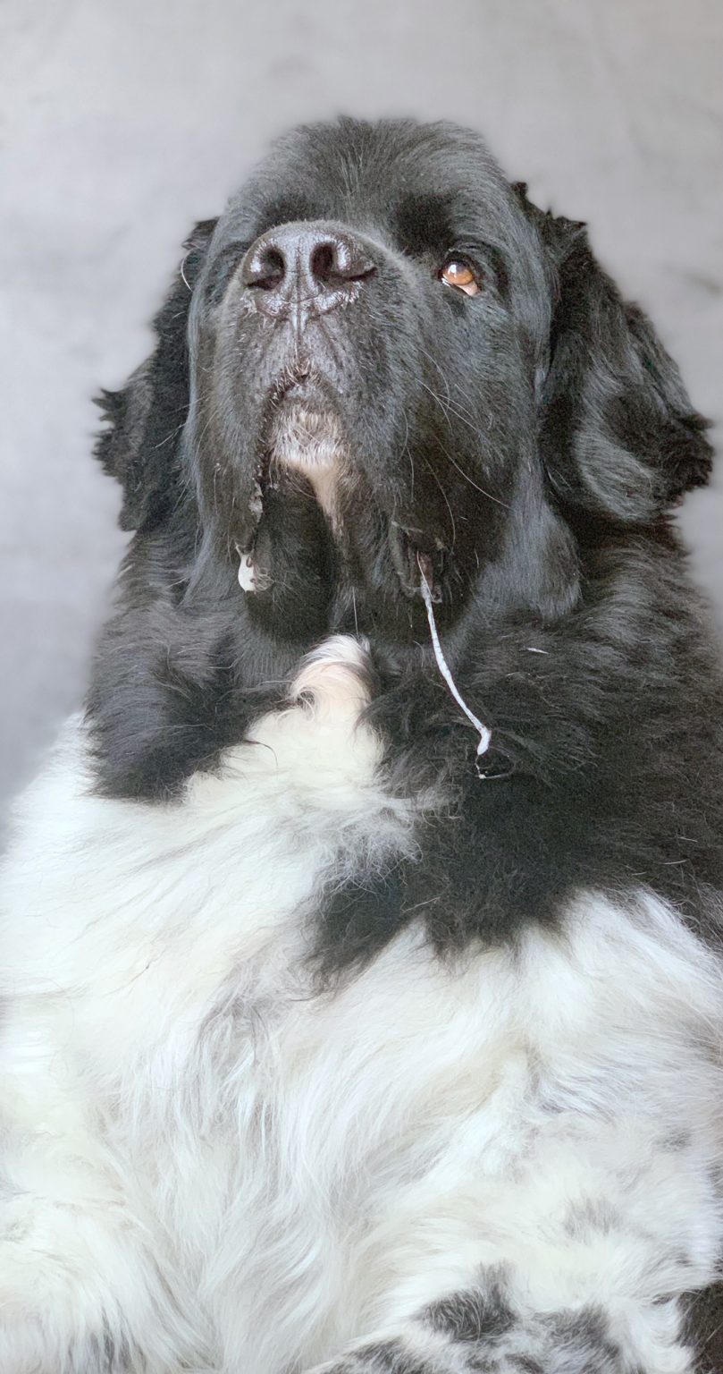De-drooling. Tips On Removing Dried Dog Drool From Your Home - My Brown ...