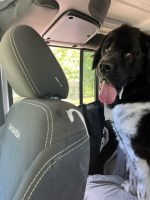 De-drooling. Tips On Removing Dried Dog Drool From Your Home - My Brown ...