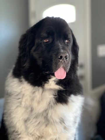 De-drooling. Tips On Removing Dried Dog Drool From Your Home - My Brown ...