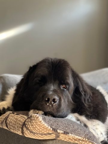 De-drooling. Tips On Removing Dried Dog Drool From Your Home - My Brown ...