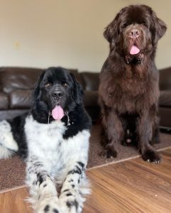 De-drooling. Tips On Removing Dried Dog Drool From Your Home - My Brown ...