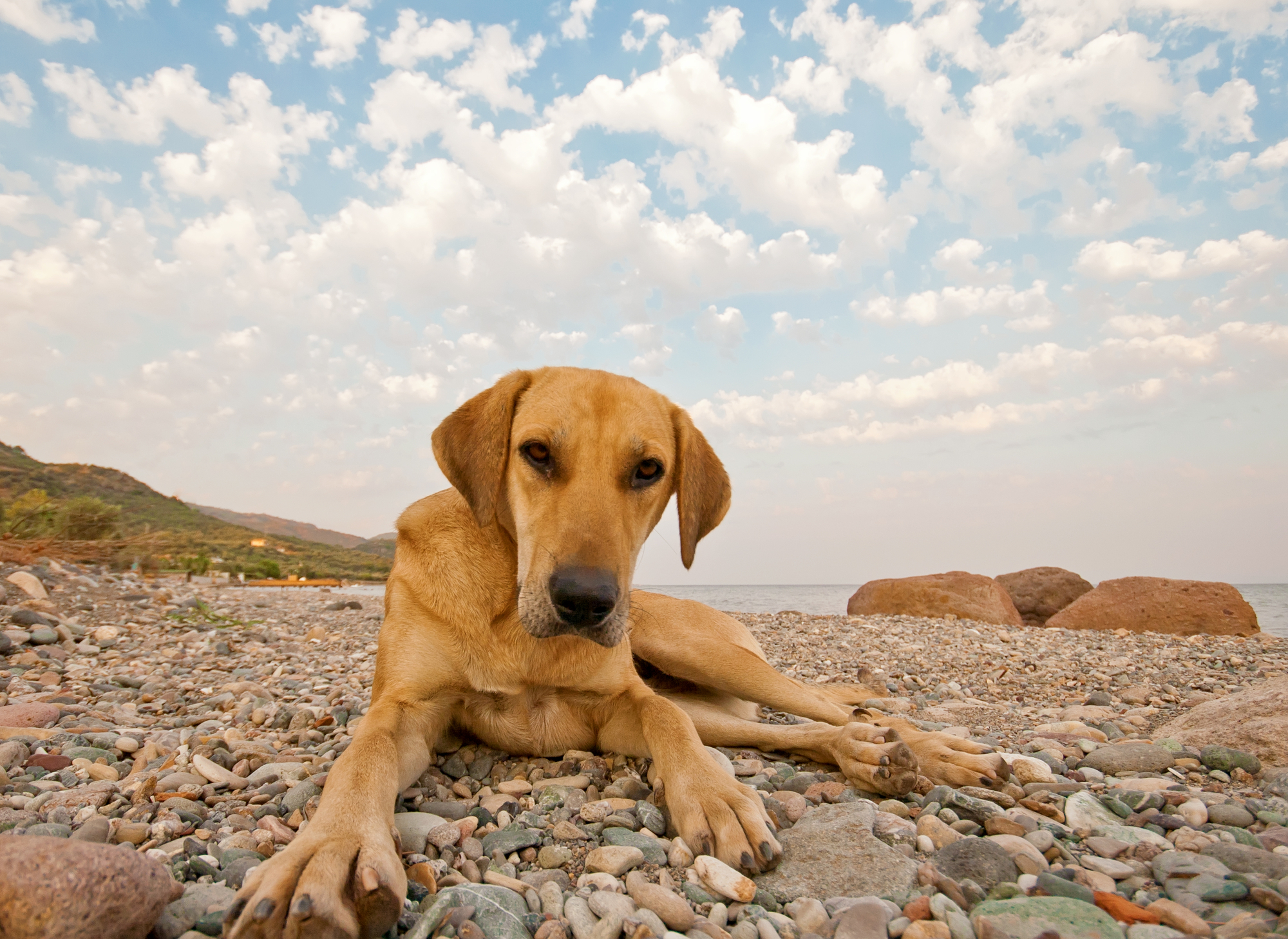If Your Dog Eats Rocks, You Should Probably Read This. - My Brown Newfies