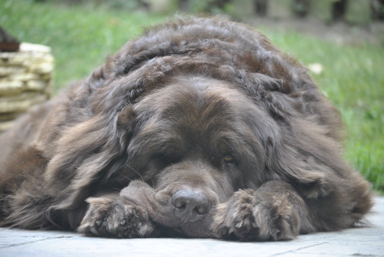 15 Tips For Taking Great Pictures Of Your Newfie - My Brown Newfies