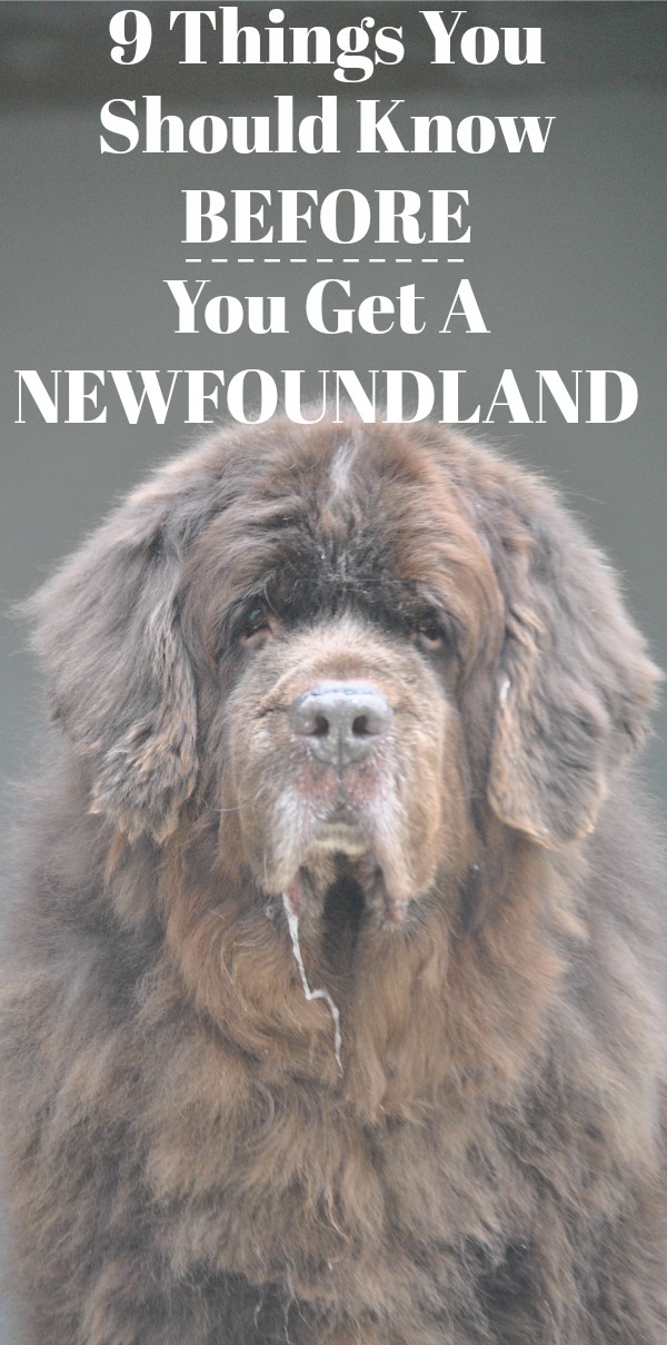 So You Think You Want A Newfoundland. Here's 9 Things You Should Know - mybrownnewfies.com