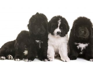 So You Think You Want A Newfoundland. Here's 9 Things You Should Know ...