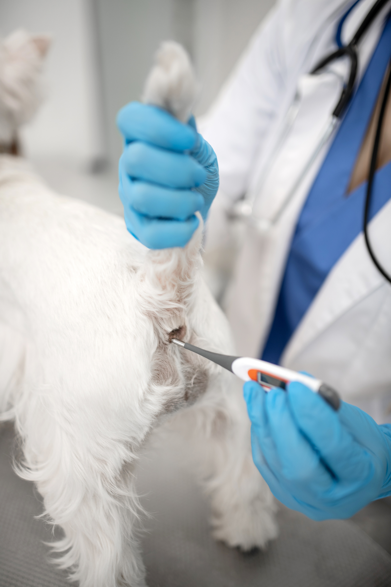 4 Easy Ways To Check Your Dog's Heart Rate And Other Vitals From Home ...