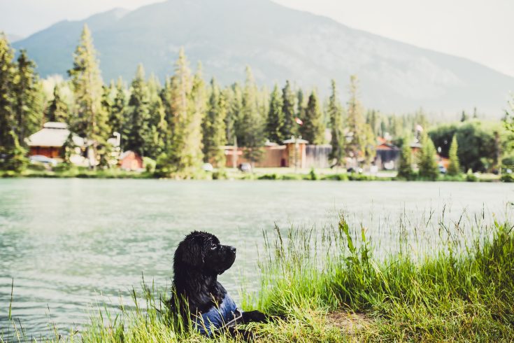 10 Things Your Newfoundland Puppy Wants You To Know - My Brown Newfies