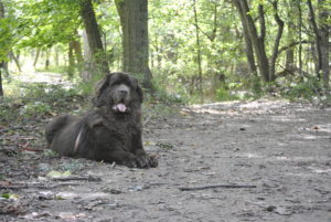 To My Dog With IBD - My Brown Newfies