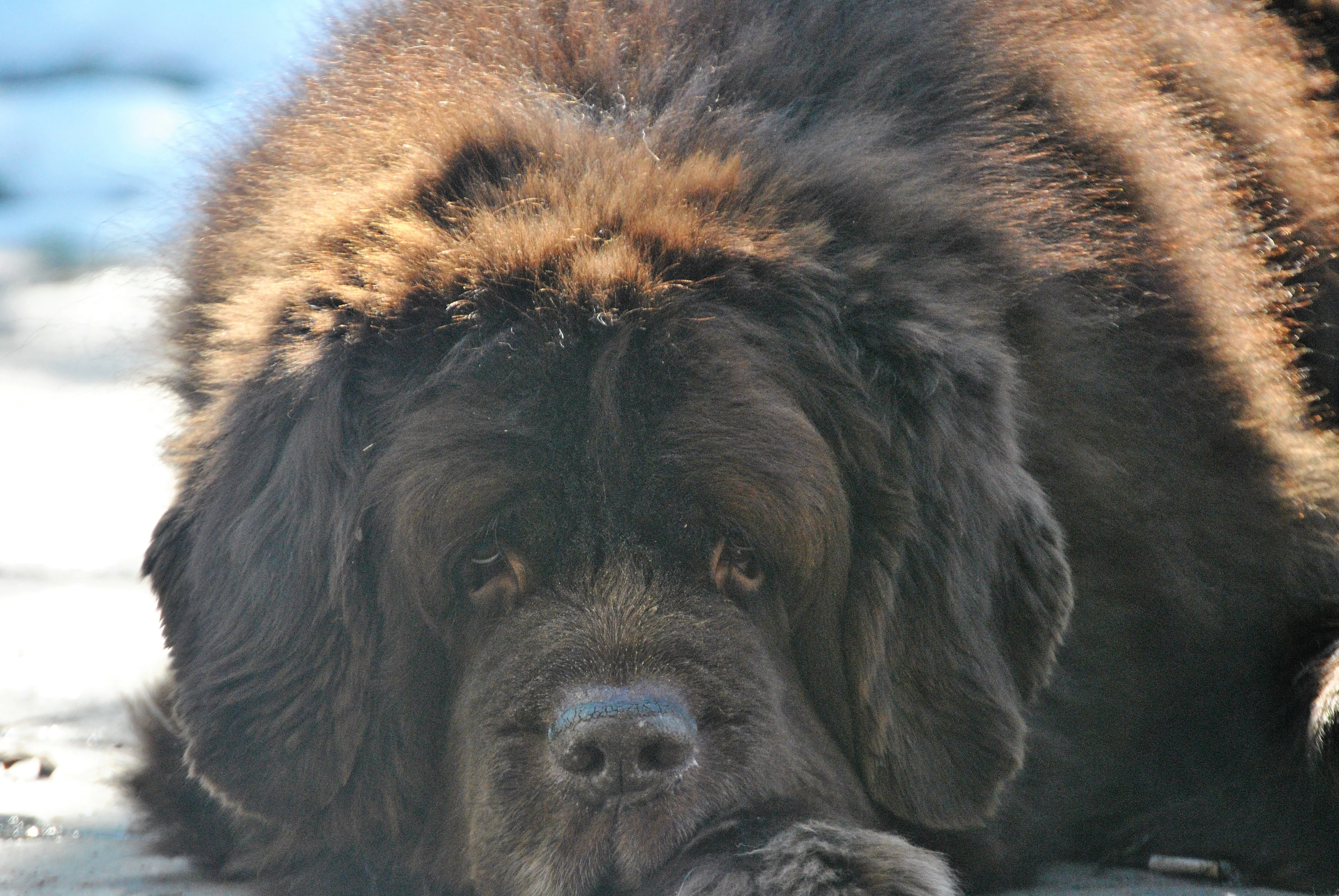 Are Newfoundlands Lazy