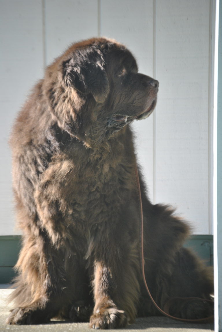So You Think You Want A Newfoundland. Here's 9 Things You Should Know ...