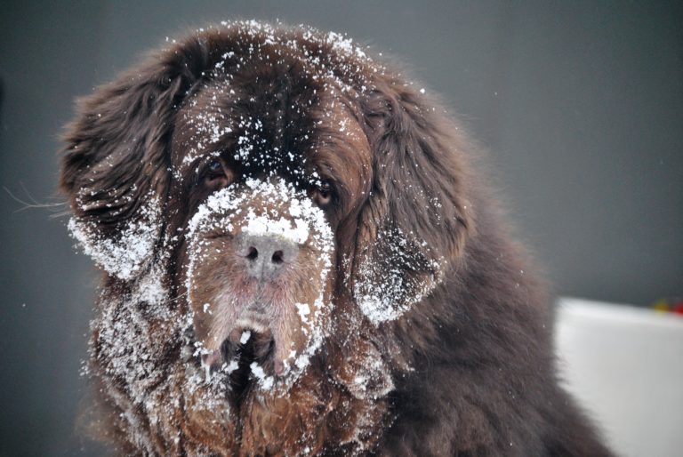 The 4 Life Stages Of The Newfoundland Dog - My Brown Newfies