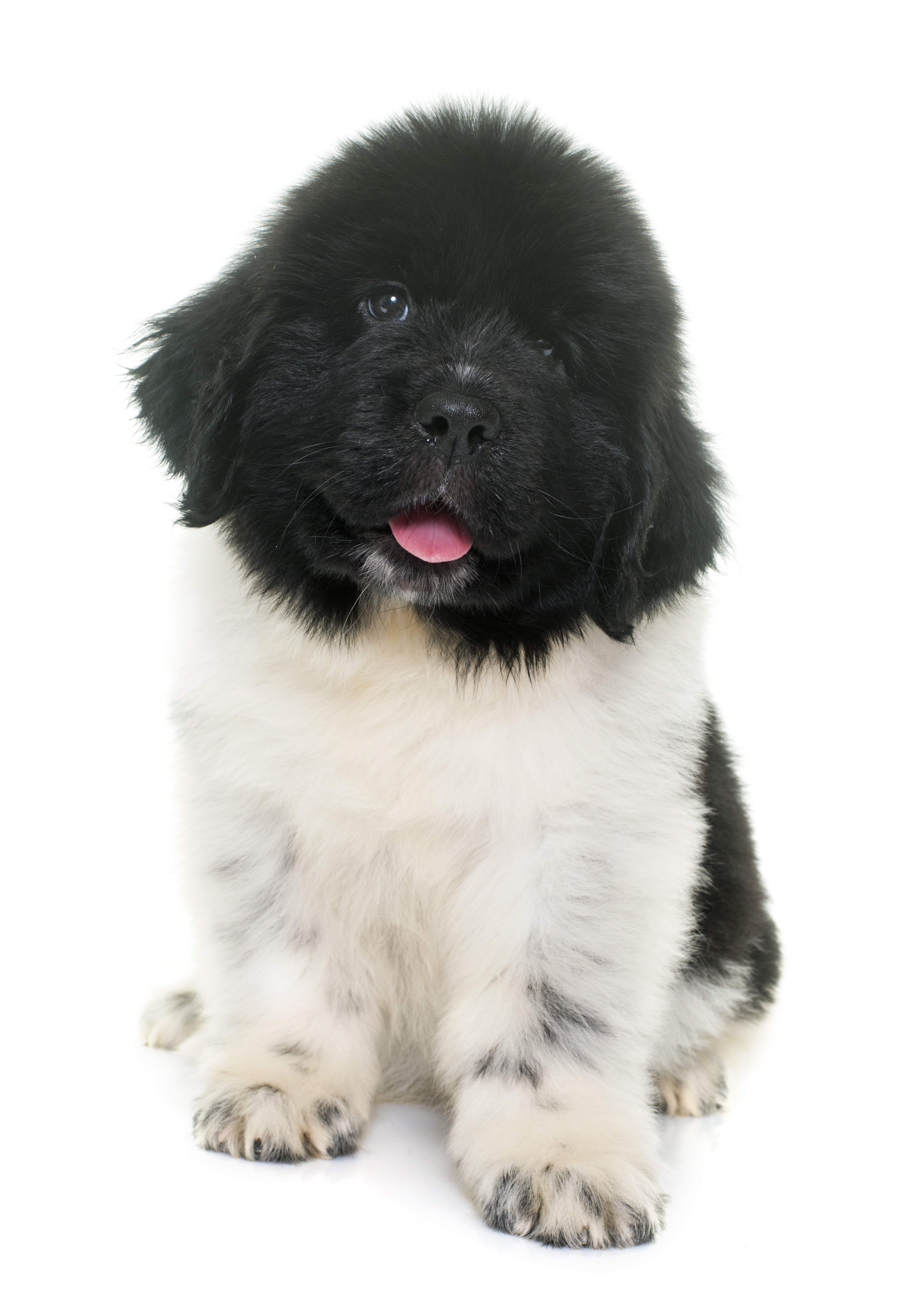 The 4 Life Stages Of The Newfoundland Dog - My Brown Newfies