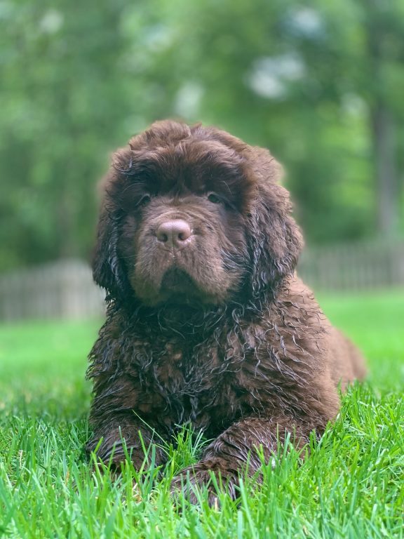 The 4 Life Stages Of The Newfoundland Dog - My Brown Newfies