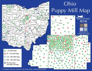 Newfoundland Buyer Be Aware: Here's How To Spot A Puppy Mill - My Brown ...