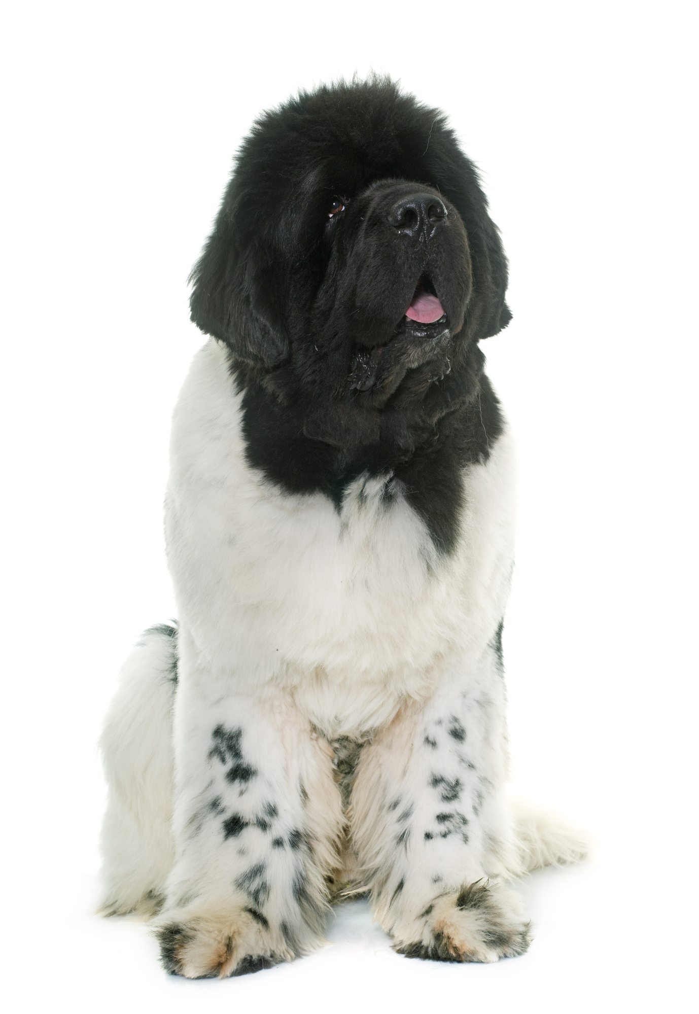 4 Newfoundland Dogs That Lived In The White House. - My Brown Newfies