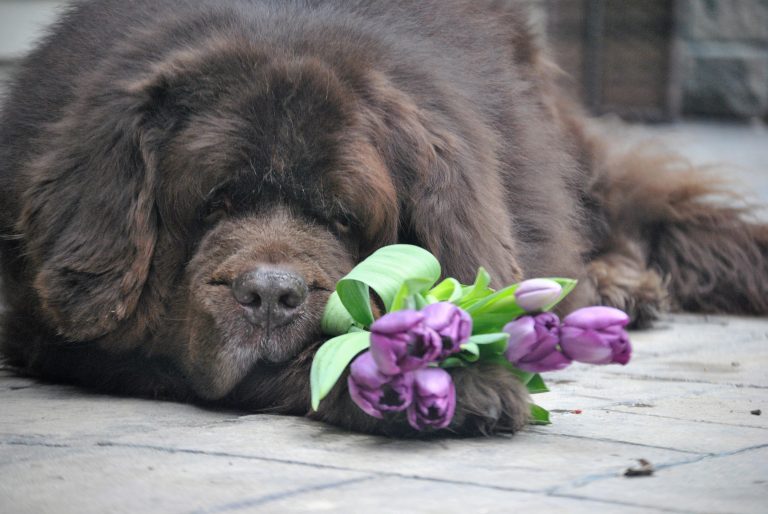 8 Things Most Newfie Owners Can Relate To In The Spring - My Brown Newfies