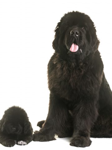 How Much Does A Newfoundland Dog Cost? - My Brown Newfies