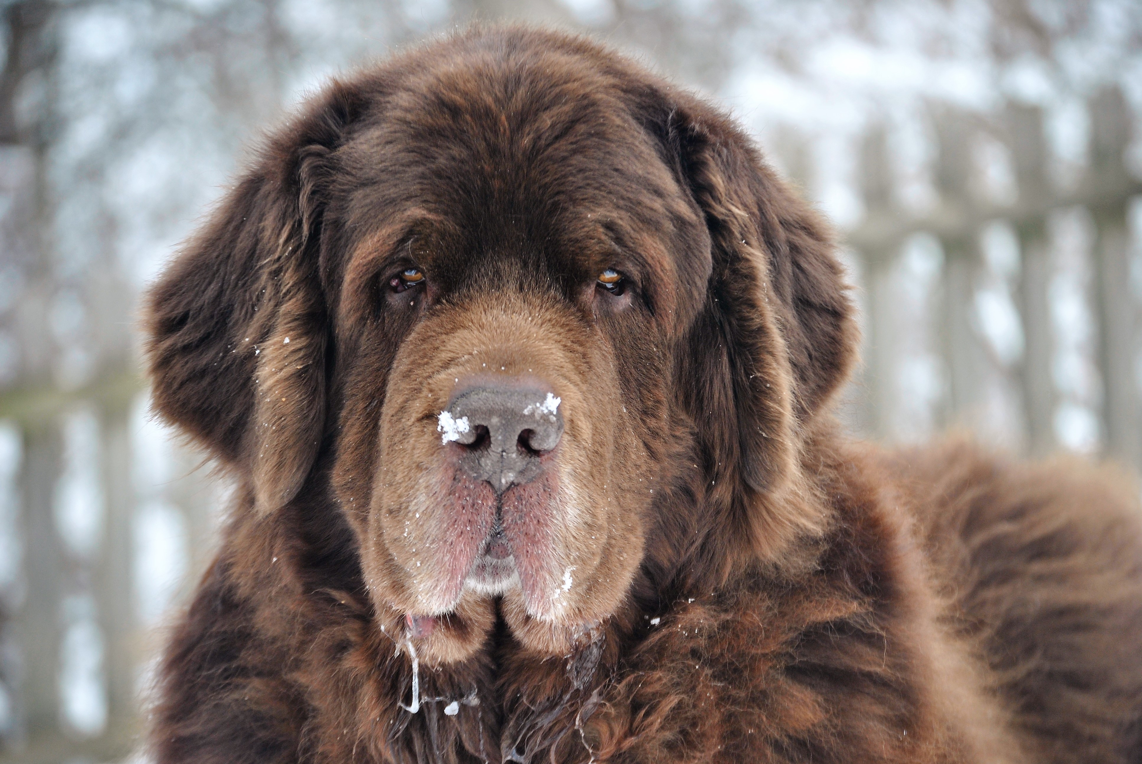 20 Things I've Learned About Newfies, Dogs And Myself Over The Last 20 ...