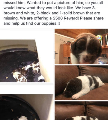 So You Think You Want A Newfoundland. Here's 9 Things You Should Know - mybrownnewfies.com