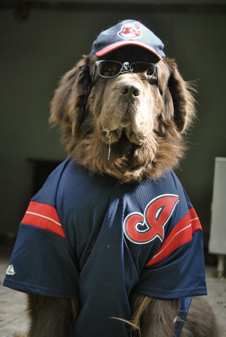Halloween Dog Costumes Of The Past - My Brown Newfies