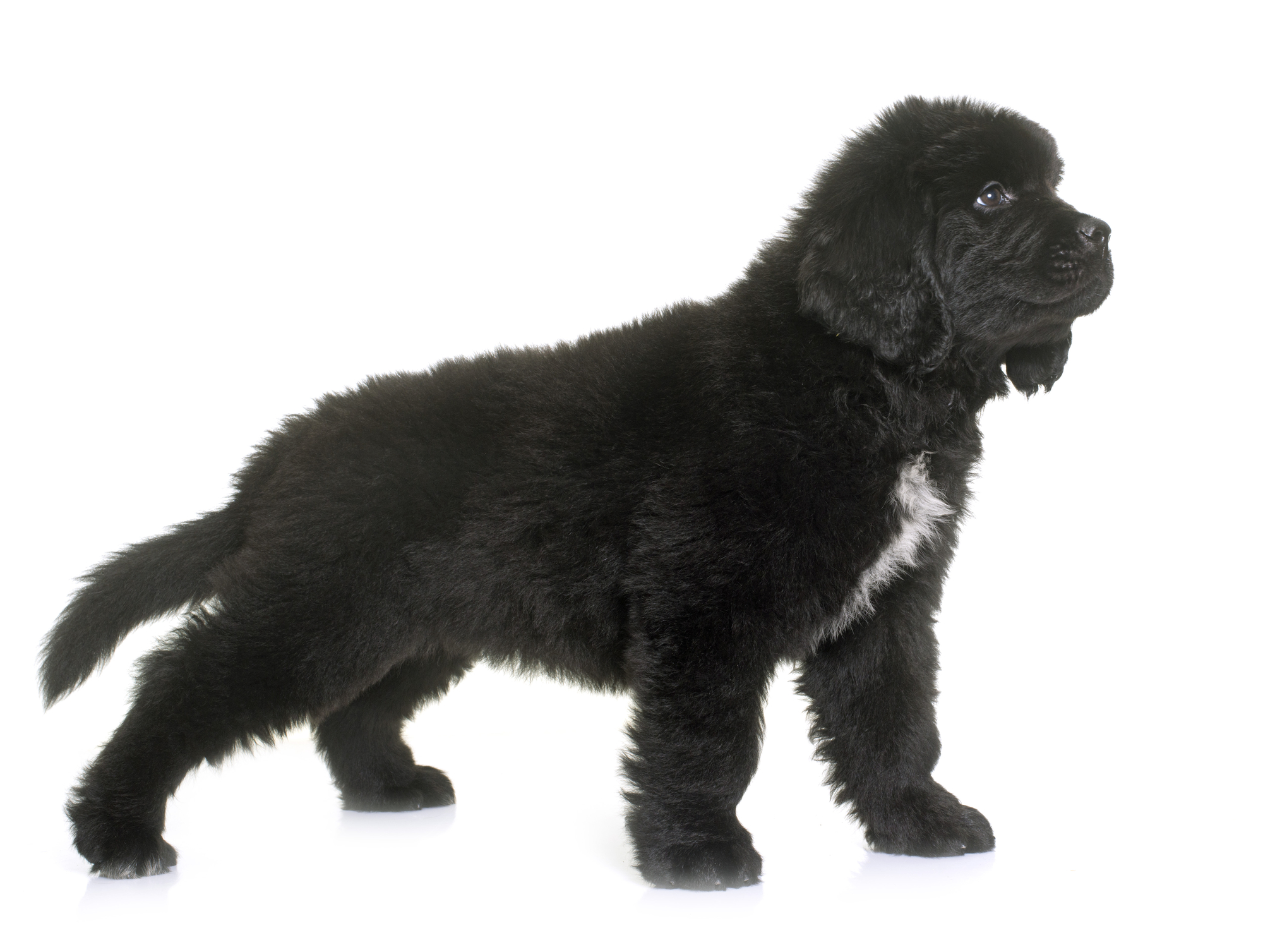 How Cold Is Too Cold For A Newfoundland? - My Brown Newfies
