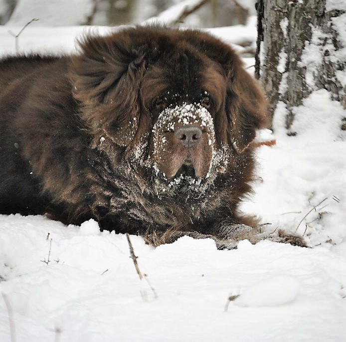 How Cold Is Too Cold For A Newfoundland? - My Brown Newfies