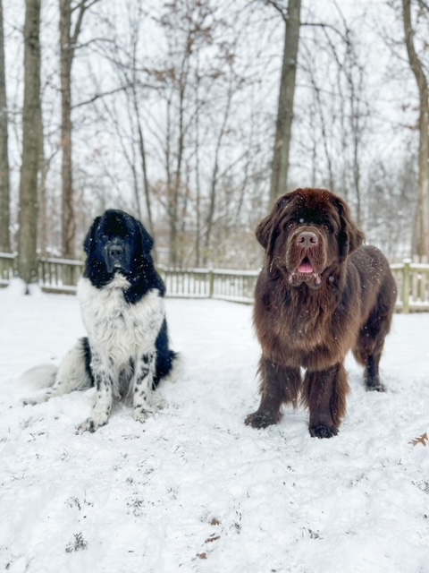 How Cold Is Too Cold For A Newfoundland? - My Brown Newfies