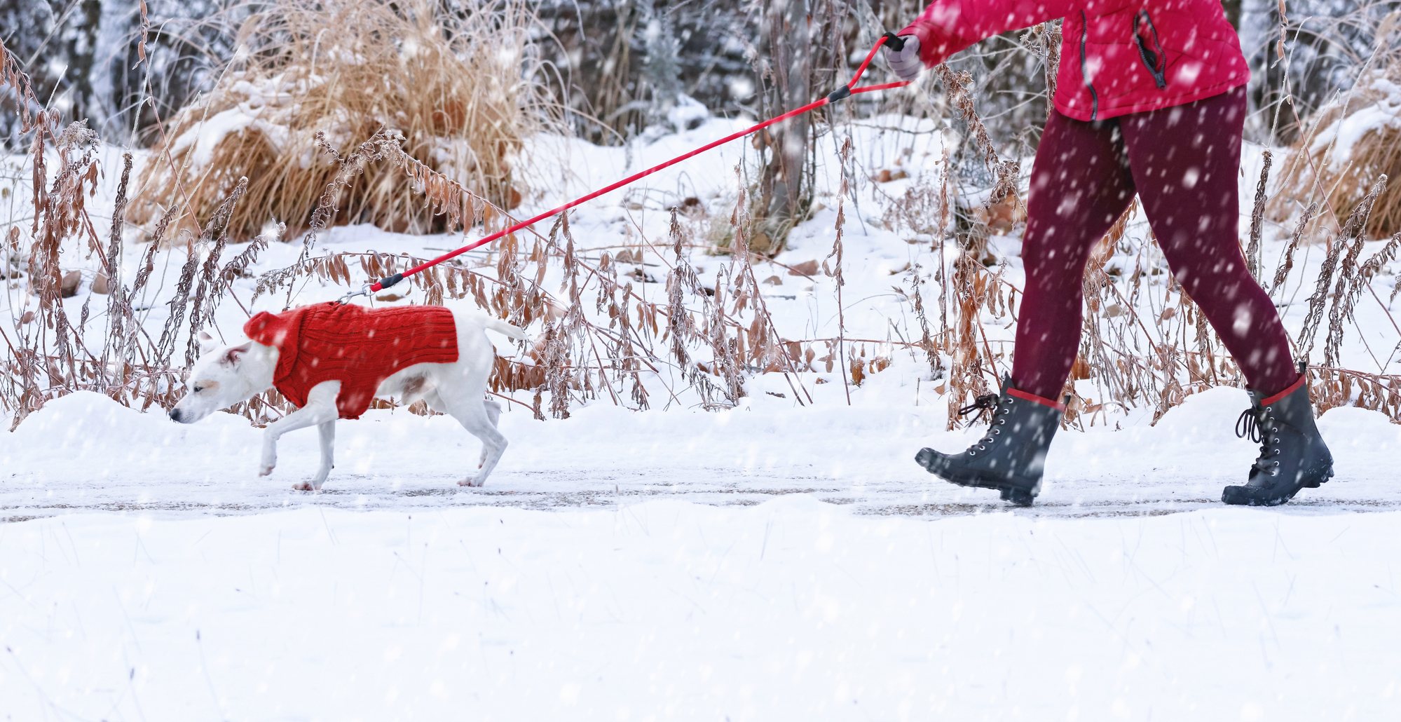 Best Winter Dog Walking Gear - My Brown Newfies