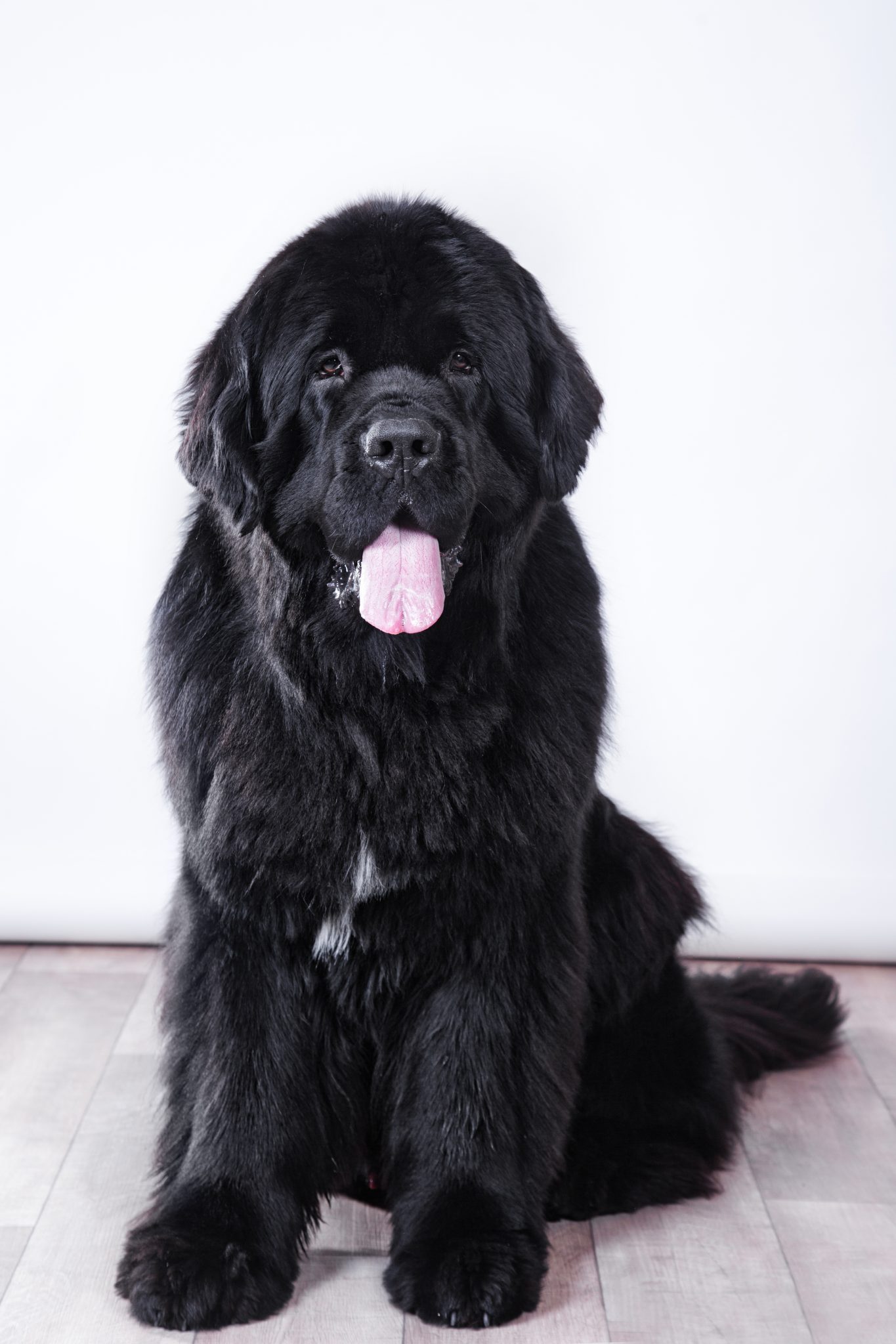 Common Health Problems Seen In The Newfoundland Dog - My Brown Newfies