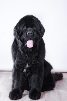 10 Tips For Training Your Newfoundland Dog - My Brown Newfies