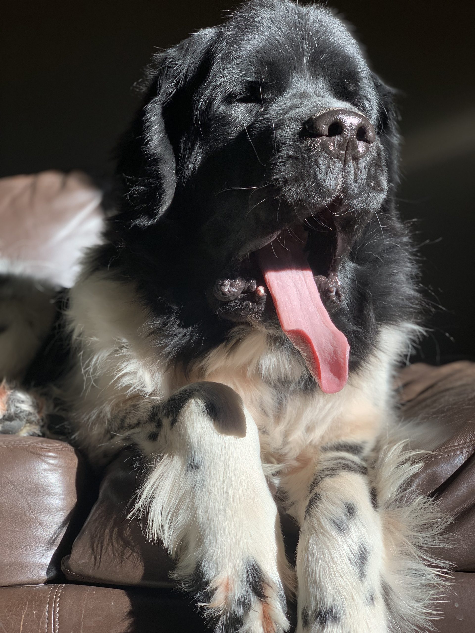 10 Tips For Training Your Newfoundland Dog - My Brown Newfies