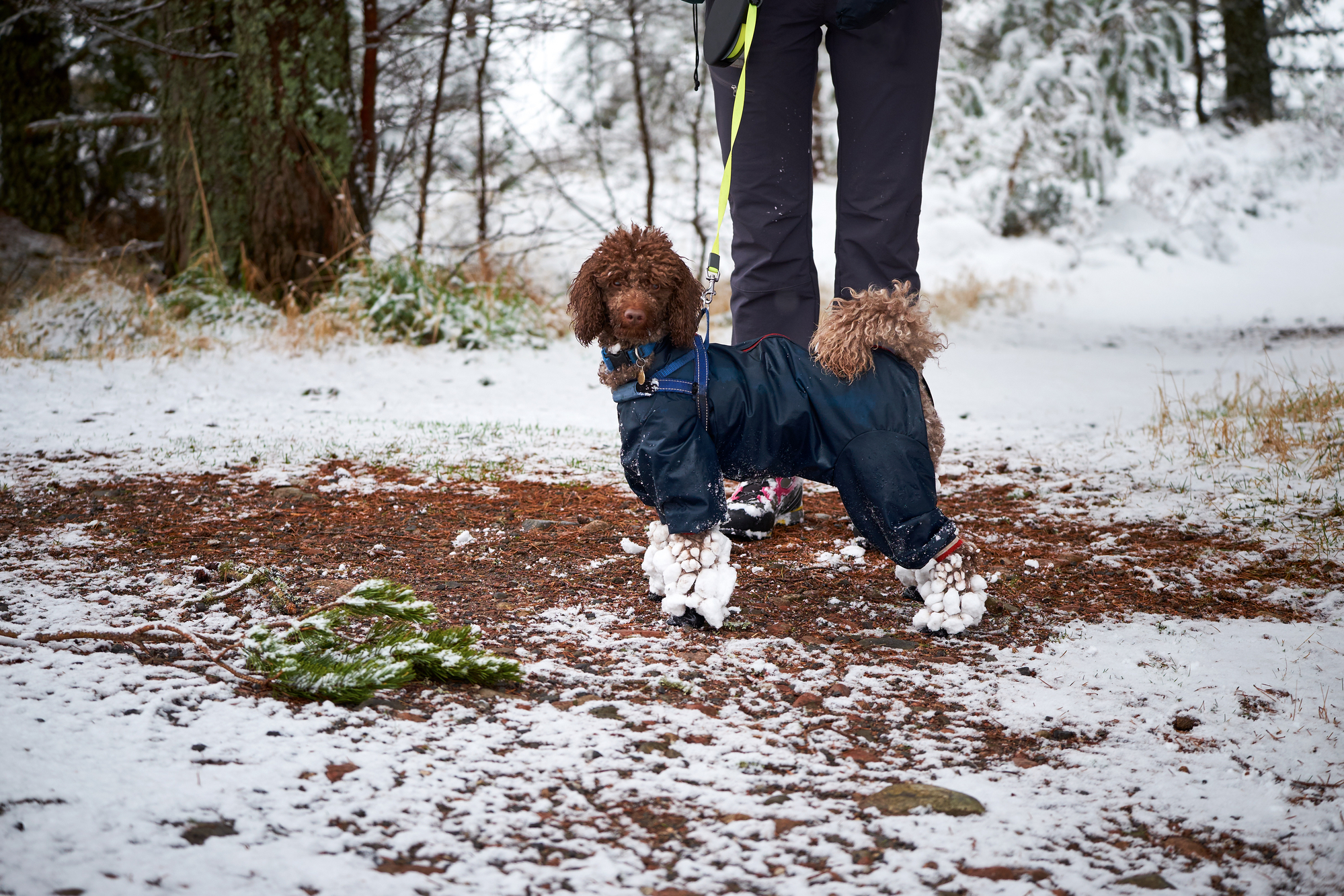 4 Ways To Combat Snowballs On Dog Paws - My Brown Newfies