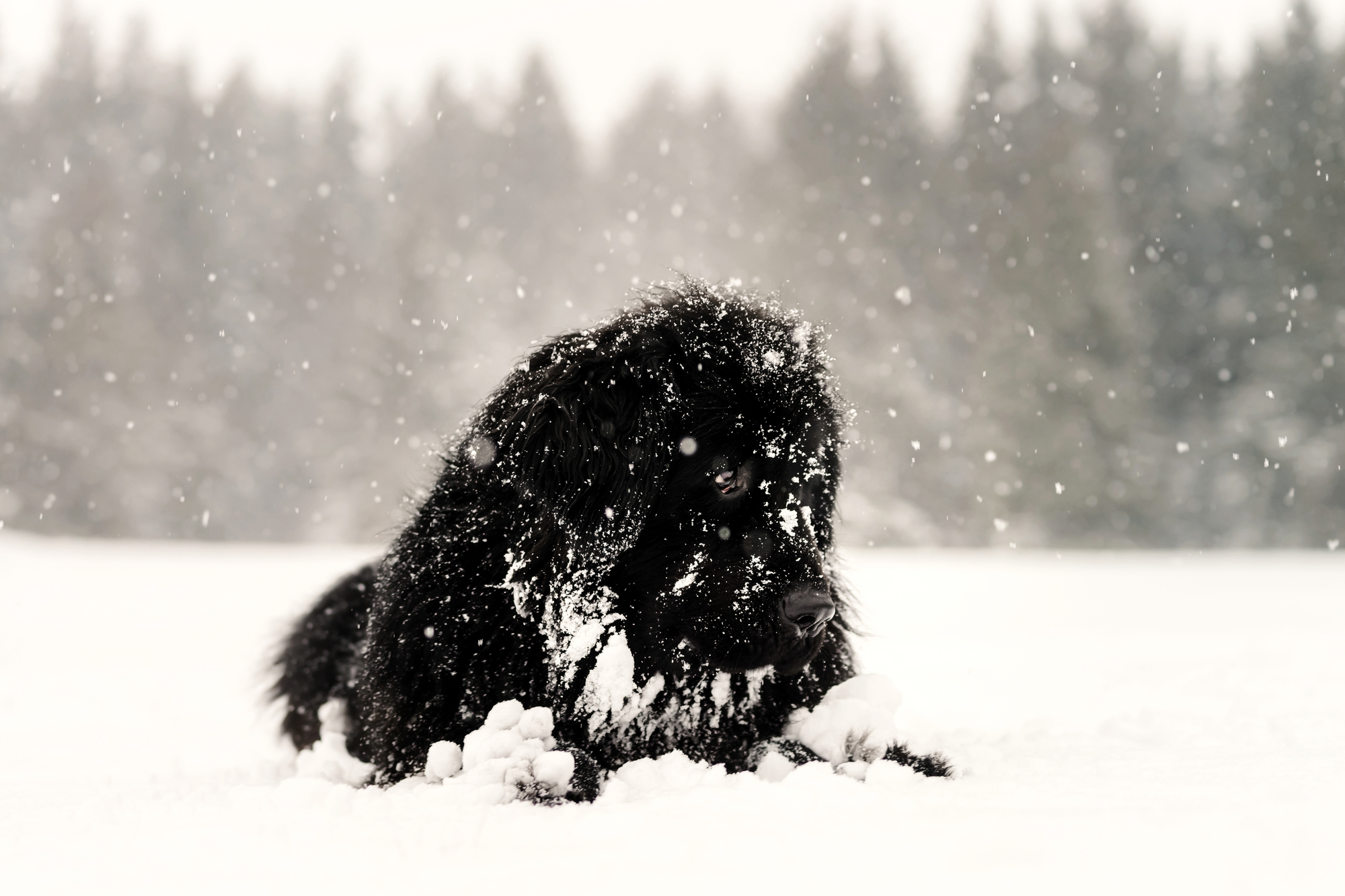 4 Ways To Combat Snowballs On Dog Paws - My Brown Newfies
