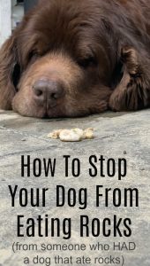 How To Try And Stop Your Dog From Eating Rocks ( From Someone That Has ...