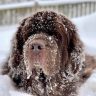 4 Ways To Combat Snowballs On Dog Paws - My Brown Newfies