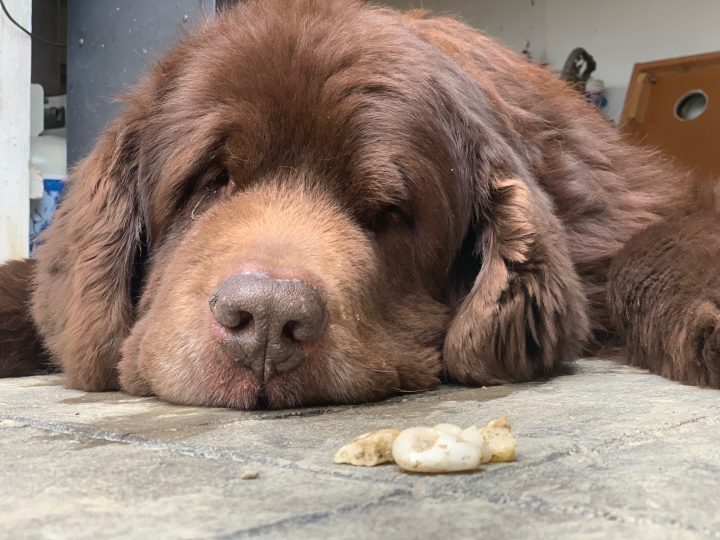 How To Try And Stop Your Dog From Eating Rocks ( From Someone That Has ...