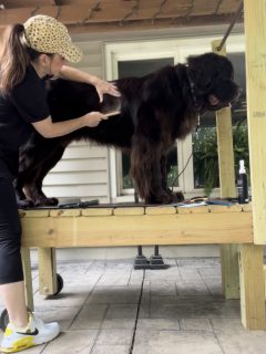Line Combing Your Double Coated Breed - My Brown Newfies