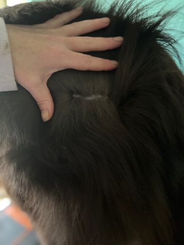Line Combing Your Double Coated Breed - My Brown Newfies