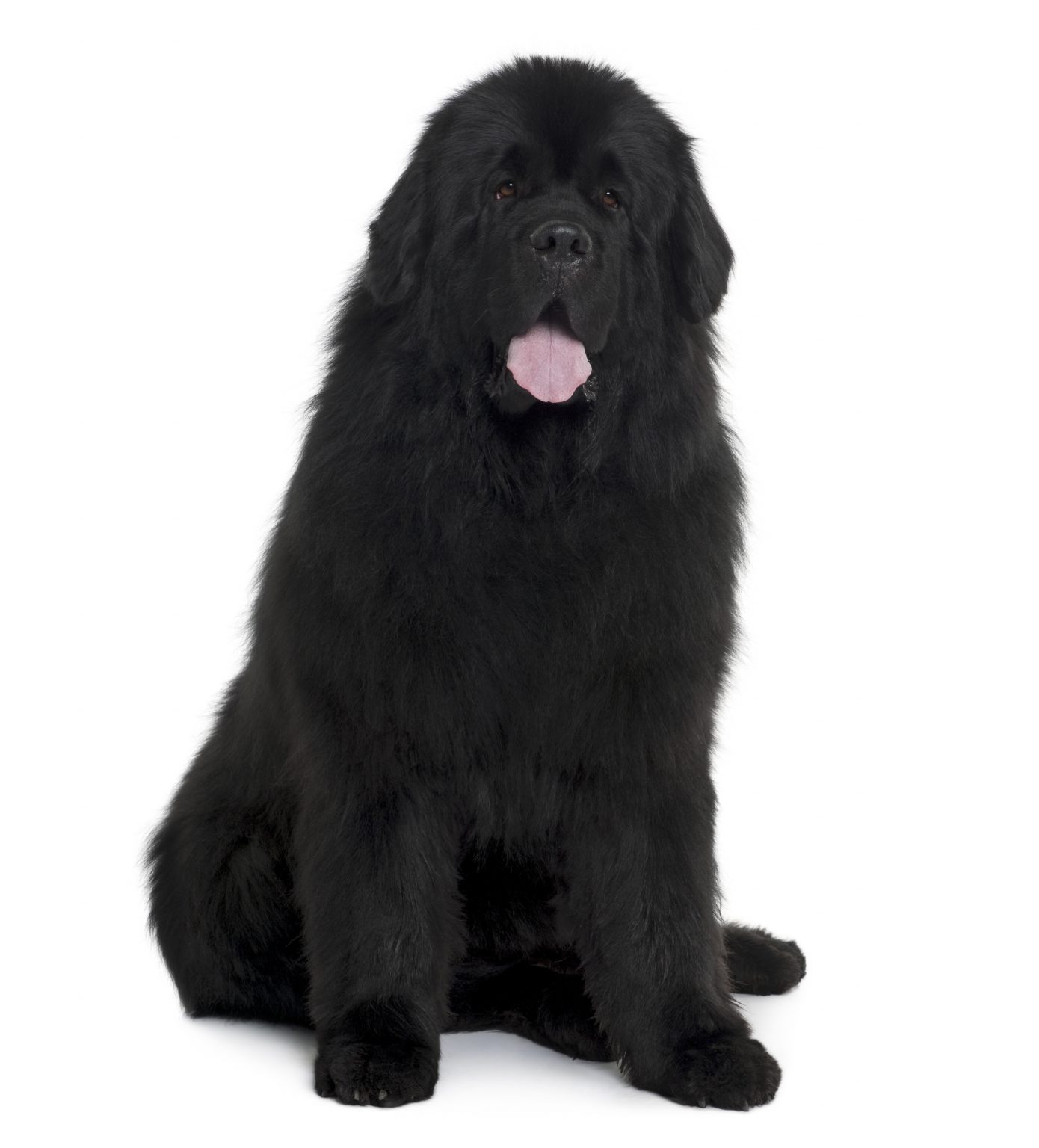 Common Health Problems Seen In The Newfoundland Dog - My Brown Newfies