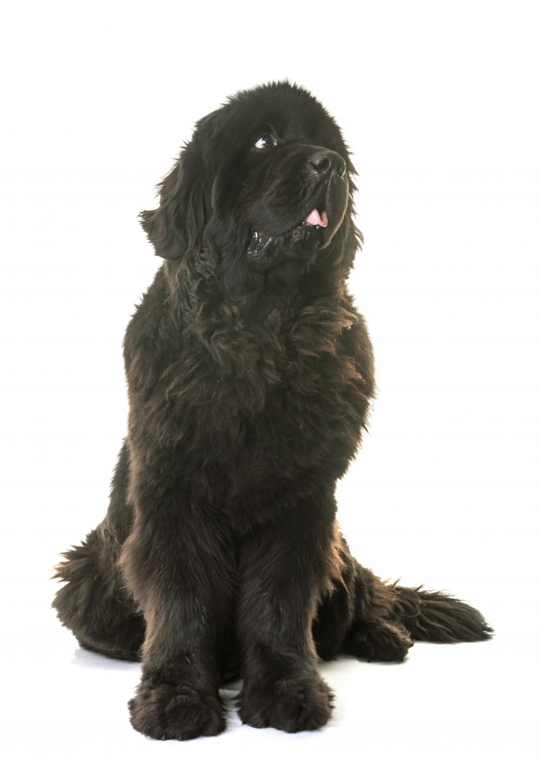 Common Health Problems Seen In The Newfoundland Dog - My Brown Newfies