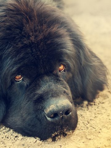 Common Health Problems Seen In The Newfoundland Dog - My Brown Newfies