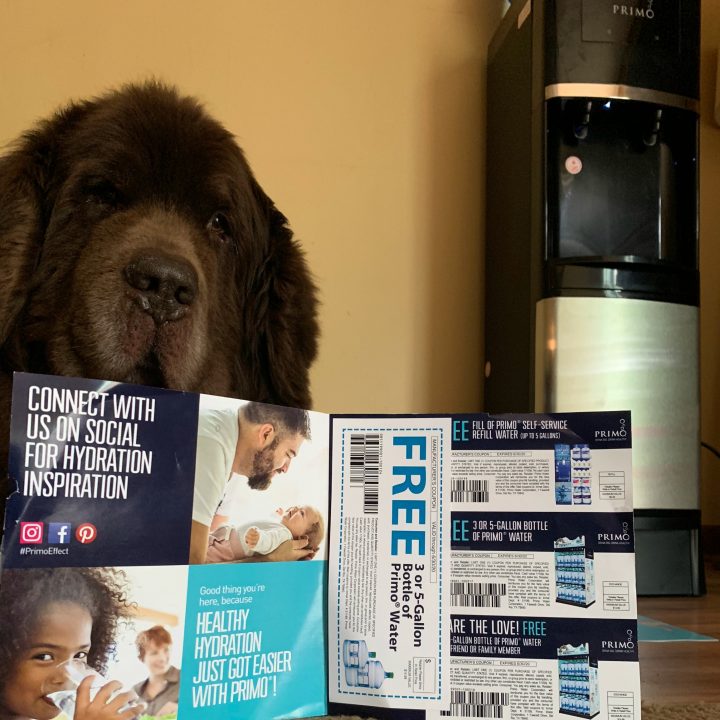 4 Easy Ways To Keep Dogs Hydrated In The Summer - My Brown Newfies