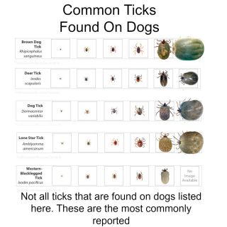 So You Found A Tick On Your Dog Here S What You Should Do Next My